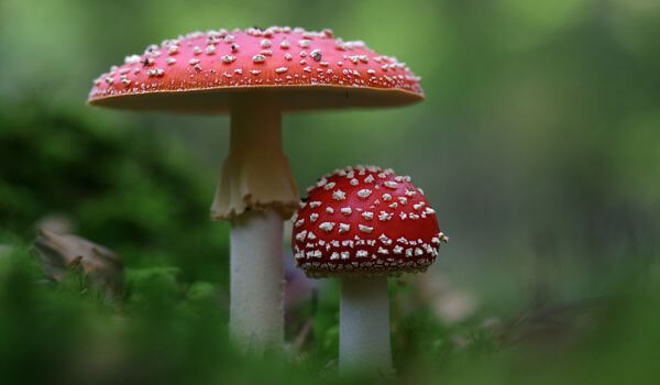 Ringworm Treatment: Effective Over-the-Counter Solutions - Israel Pharm